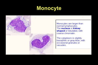 Blood cell morphology.ppt