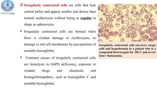 Blood cell morphology in health and disease.pptx