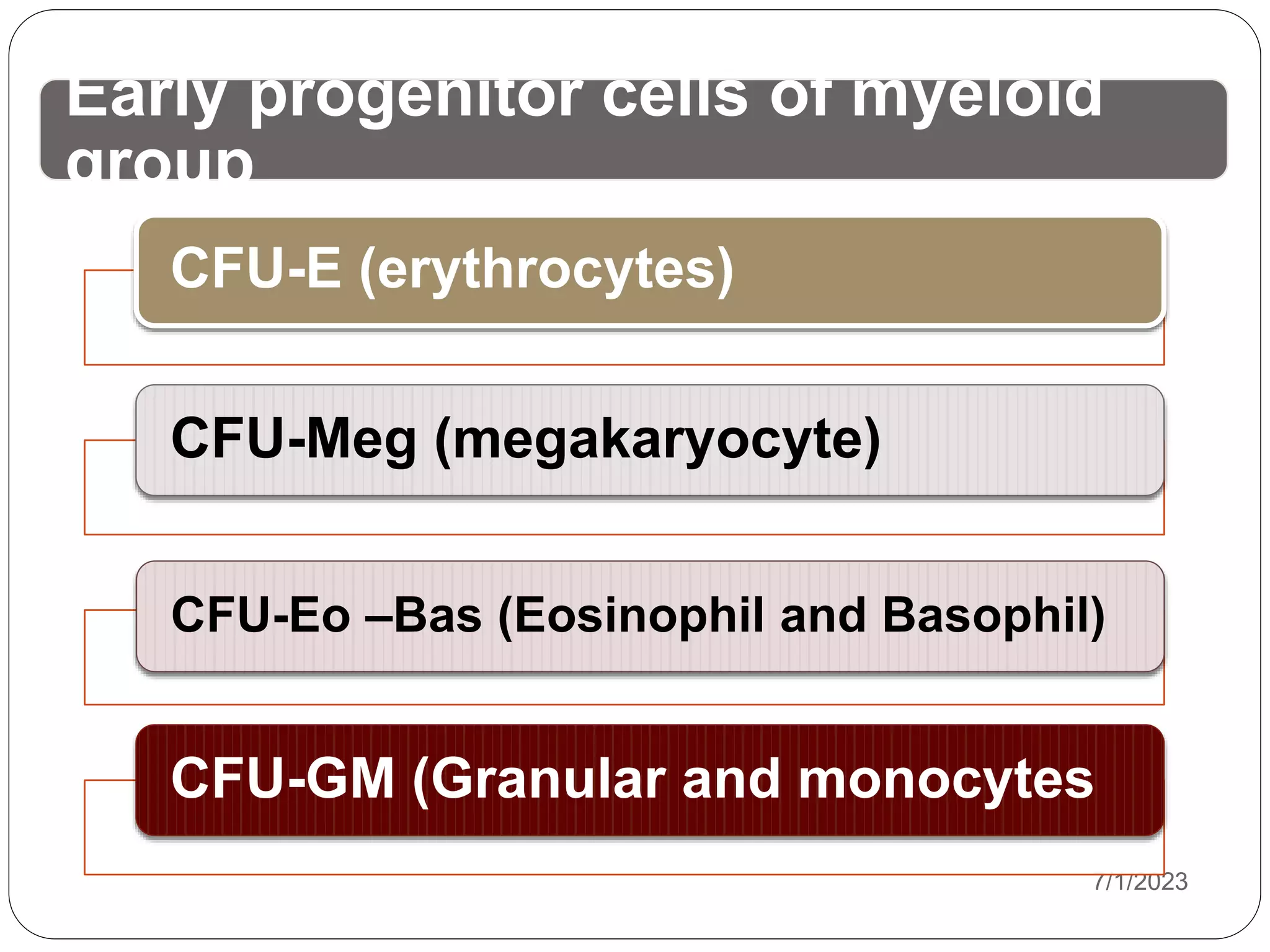 Blood cell production in adult.ppt | Blood Disorders | Diseases and ...