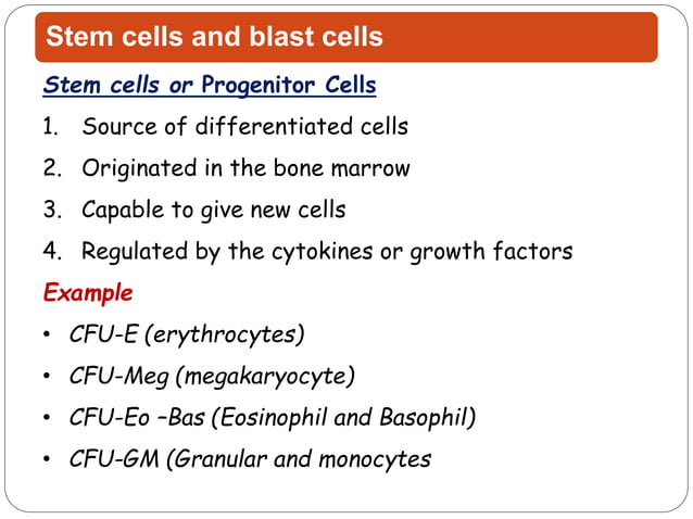 Blood cell production in adult.ppt | Blood Disorders | Diseases and ...