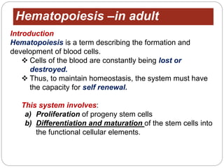 Blood cell production in adult.ppt