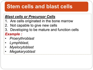 Blood cell production in adult.ppt