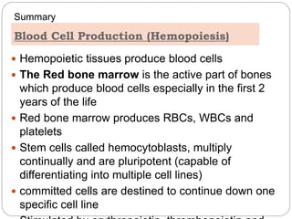 Blood cell production in adult.ppt | Blood Disorders | Diseases and ...