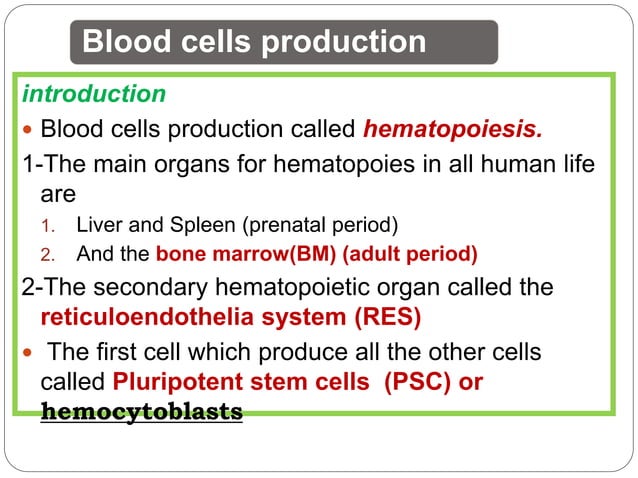 Blood cell production in adult.ppt | Blood Disorders | Diseases and ...