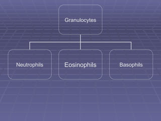 Blood cells | PPT
