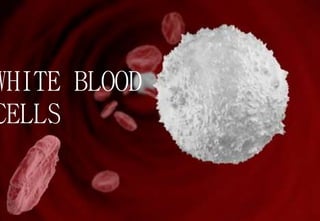 Blood cells | PPTX | Blood Disorders | Diseases and Conditions