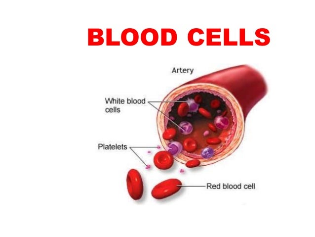 White Blood Cell Location Google Search Cell