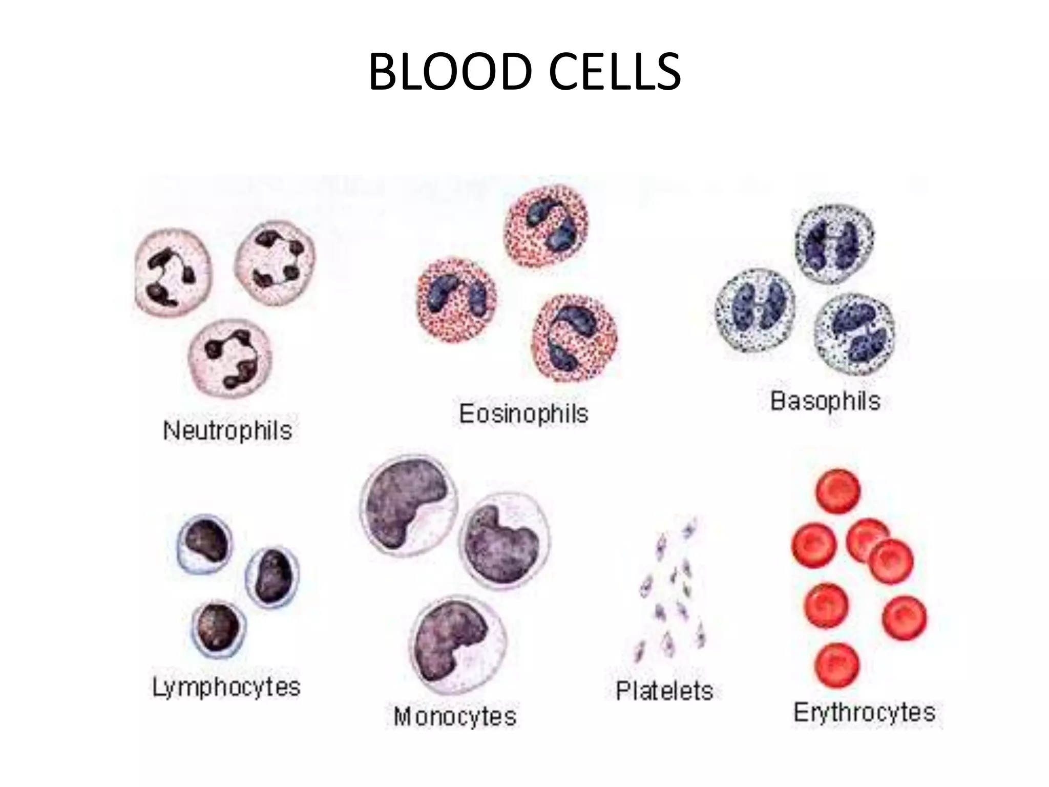 Blood cells | PPTX