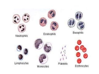 Blood cells | PPT