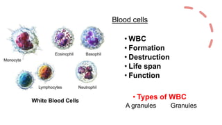Blood's cells and it's functions in.pptx