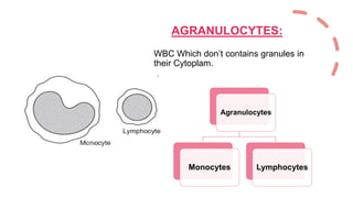 Blood's cells and it's functions in.pptx