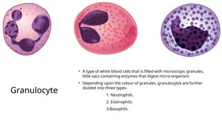 All blood cells(RBC WBC) types......pptx