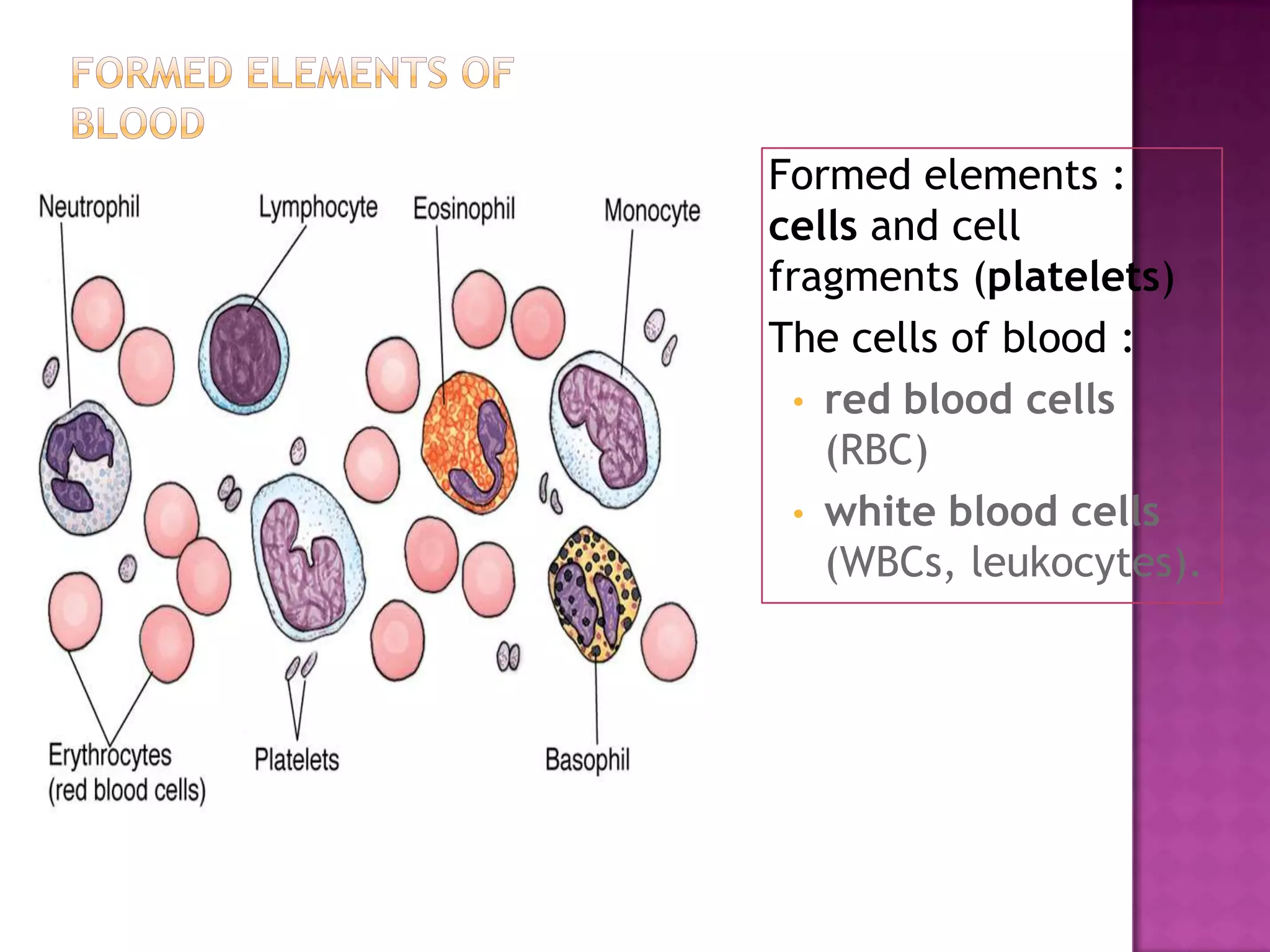 Bloodcells and hematopoesis 2013 | PPTX