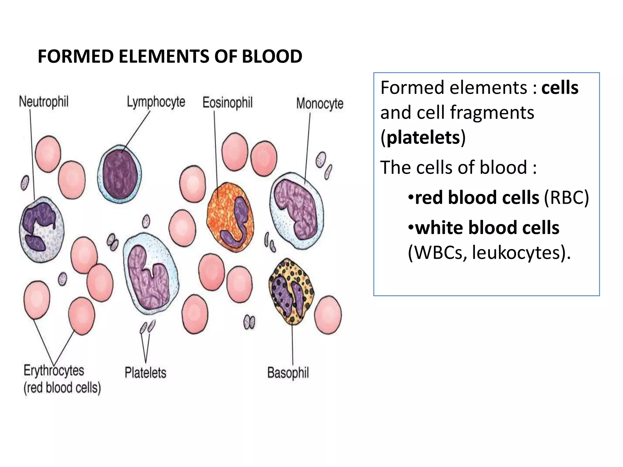 Blood cells and hematopoesis | PPTX