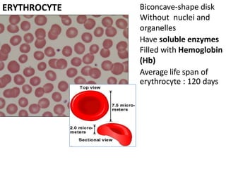 Blood cells and hematopoesis | PPTX