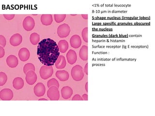 Blood cells and hematopoesis | PPTX