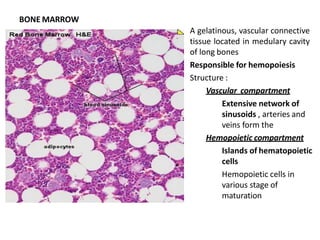 Blood cells and hematopoesis | PPTX