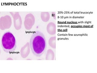 Blood cells and hematopoesis | PPTX