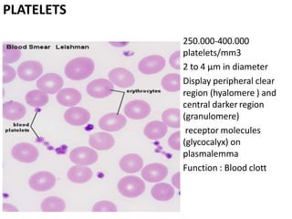 Blood cells and hematopoesis | PPTX
