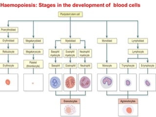 Blood cells and hematopoesis | PPTX