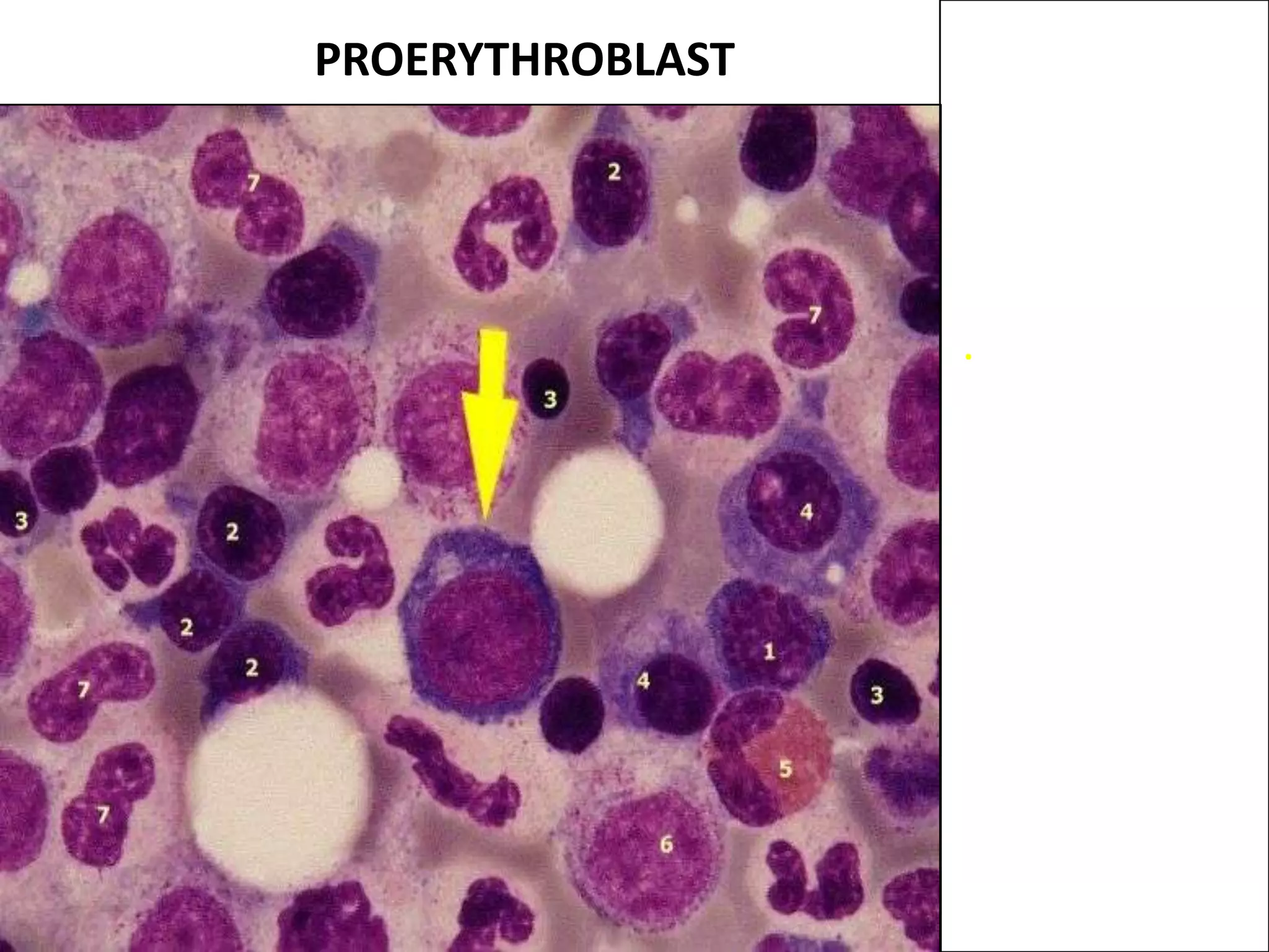 Blood cells and hematopoesis | PPTX