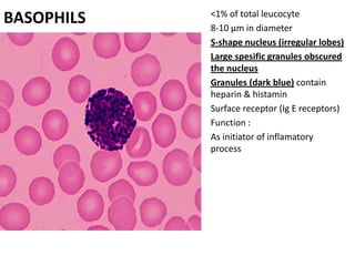Blood cells and hematopoesis | PPTX