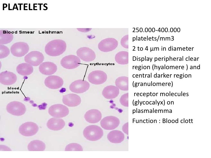 Blood cells and hematopoesis