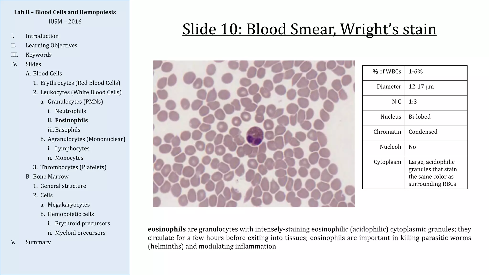 Blood_Cells_Haematopoiesis.pdf