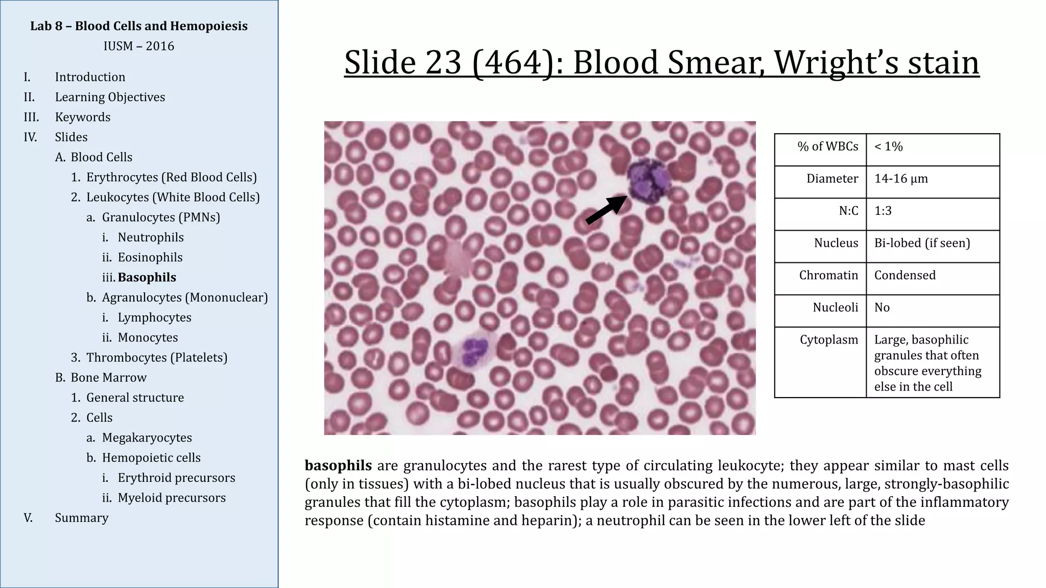 Blood_Cells_Haematopoiesis.pdf