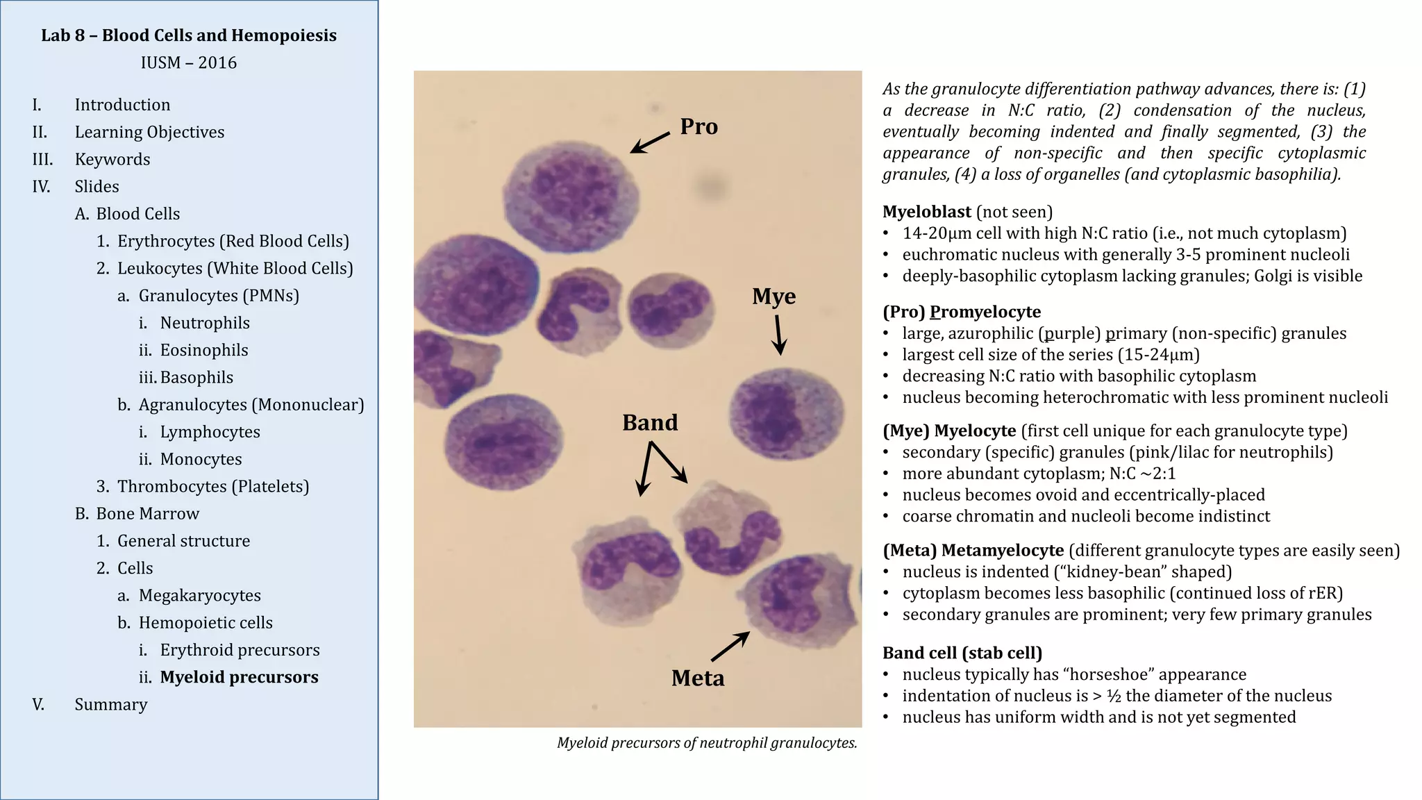 Blood_Cells_Haematopoiesis.pdf