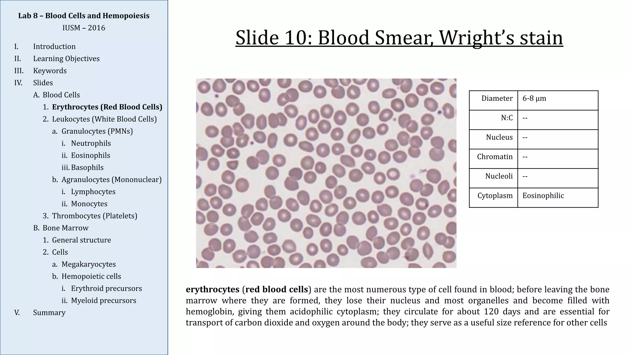 Blood_Cells_Haematopoiesis.pdf