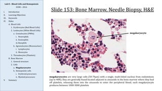 Blood_Cells_Haematopoiesis.pdf