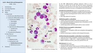 Blood_Cells_Haematopoiesis.pdf