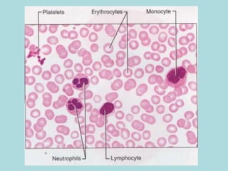 blood cells for rbc and plasma and platelet | PDF