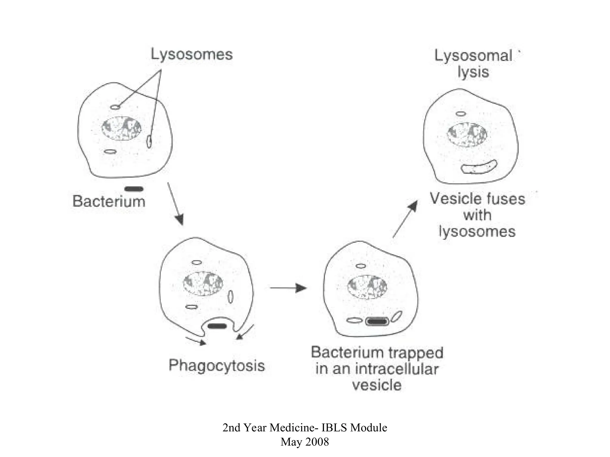 different Types of WBC 2. Recognize the general functions of WBC 3 ...