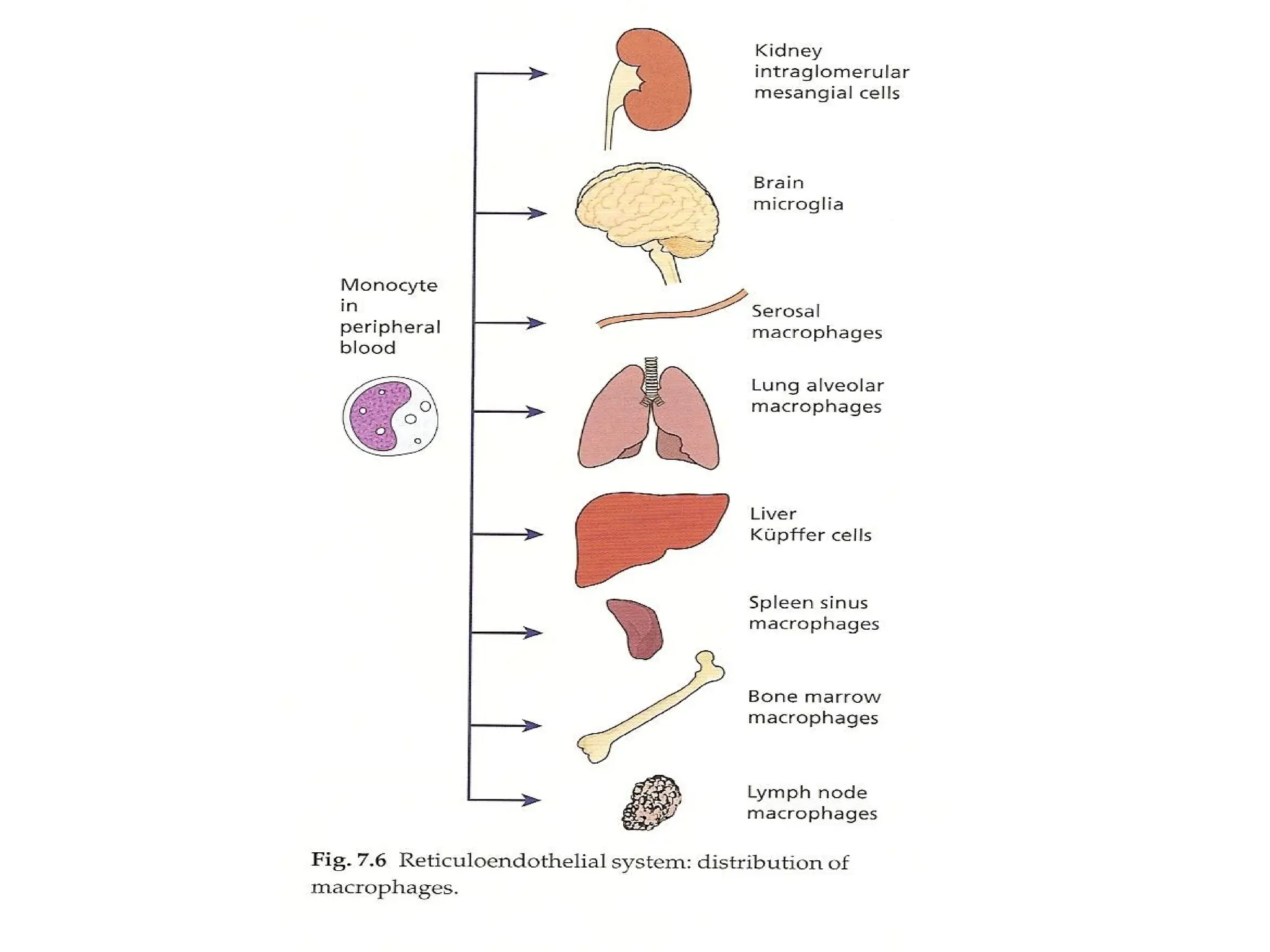 different Types of WBC 2. Recognize the general functions of WBC 3 ...