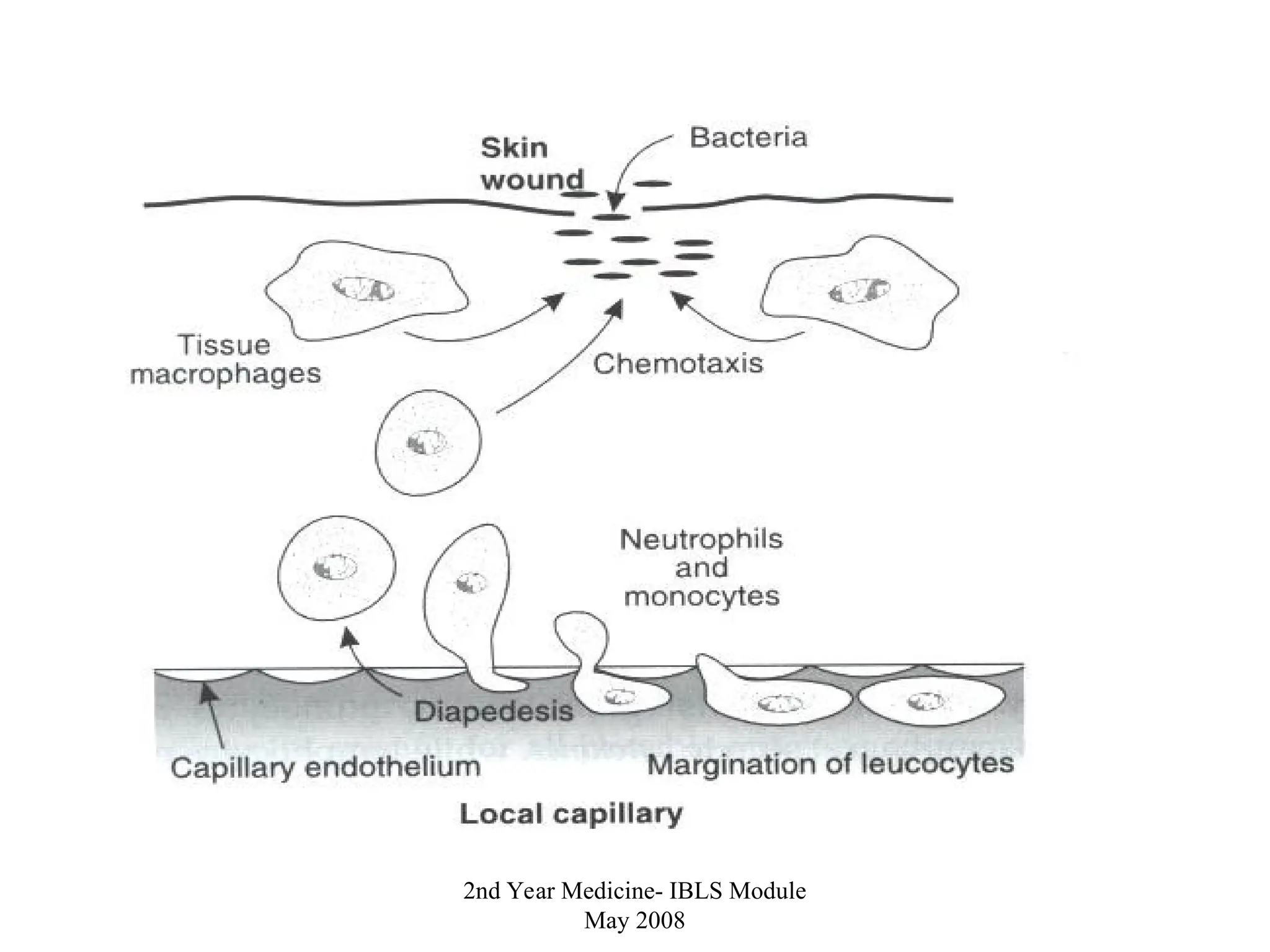 different Types of WBC 2. Recognize the general functions of WBC 3 ...