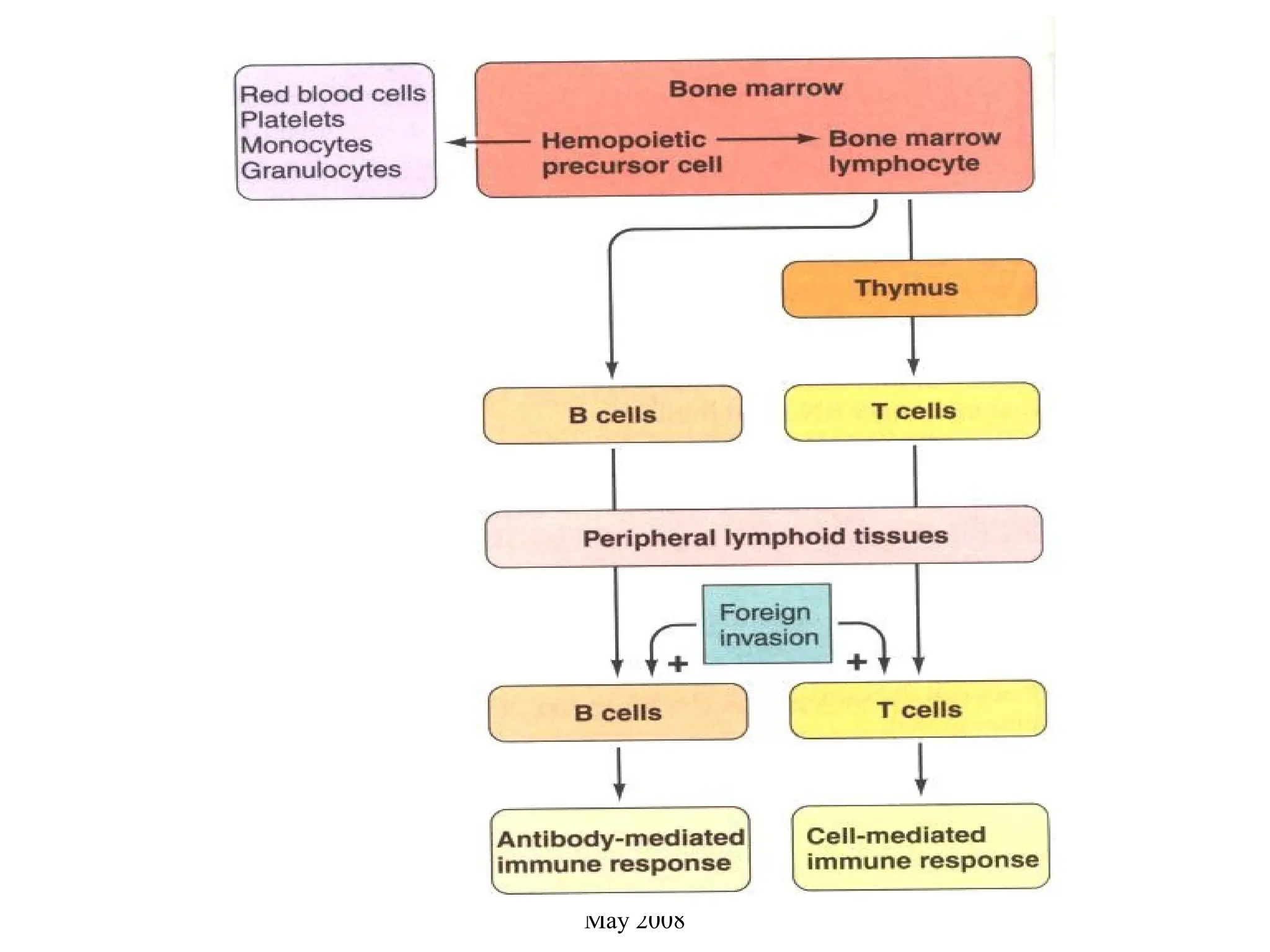different Types of WBC 2. Recognize the general functions of WBC 3 ...