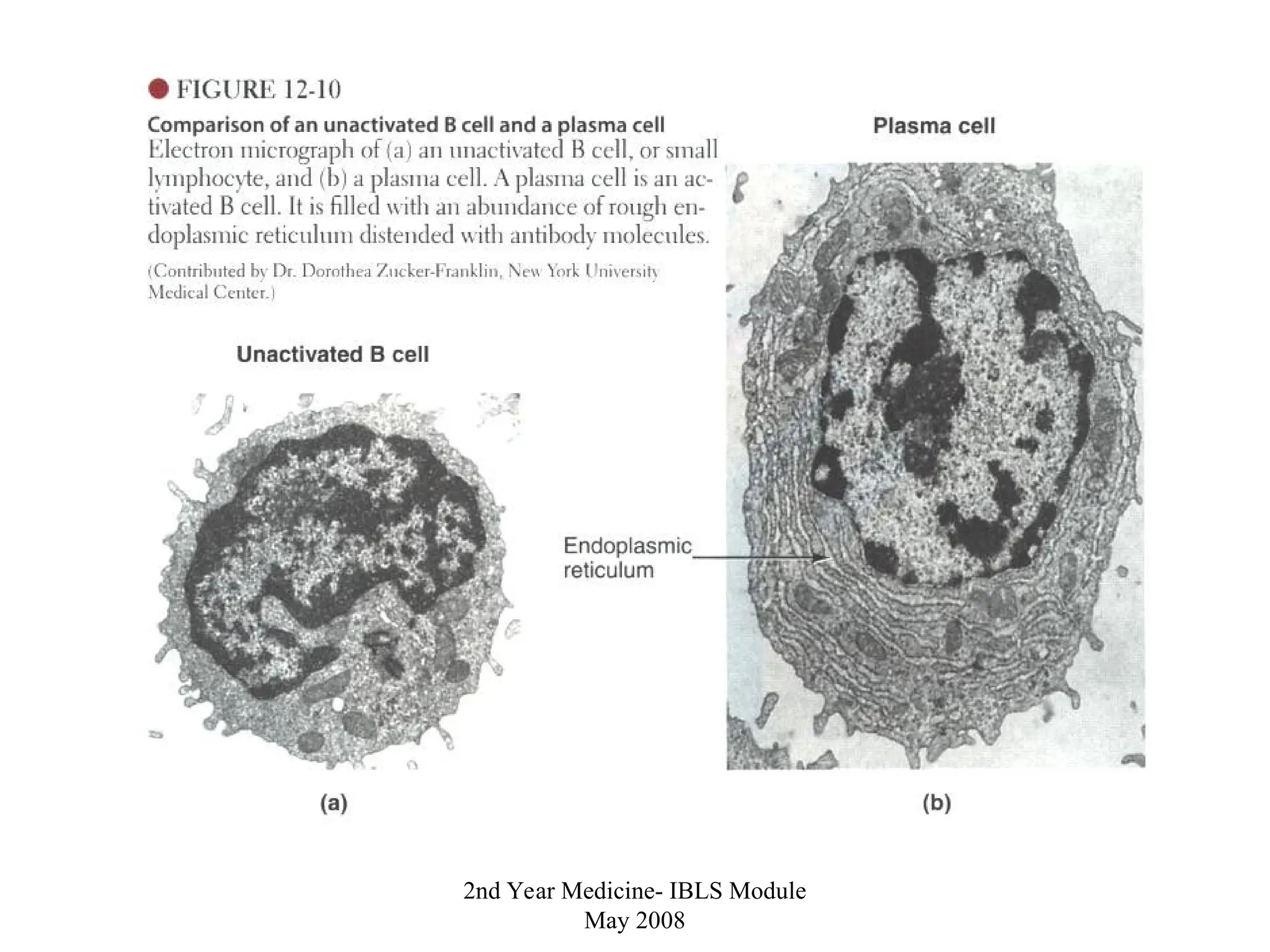 different Types of WBC 2. Recognize the general functions of WBC 3 ...