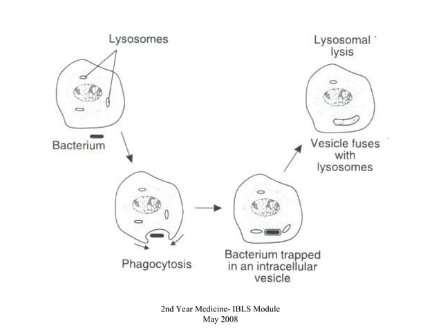 different Types of WBC 2. Recognize the general functions of WBC 3 ...