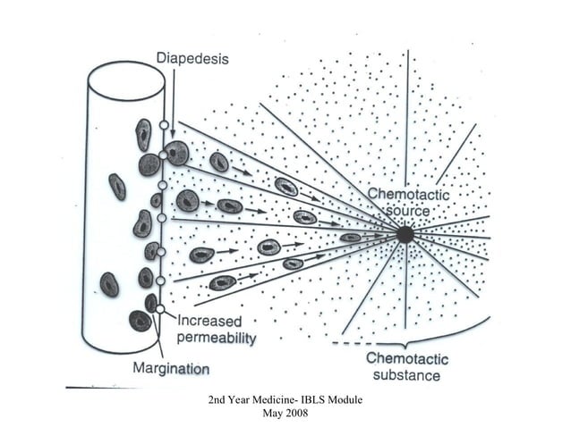 different Types of WBC 2. Recognize the general functions of WBC 3 ...