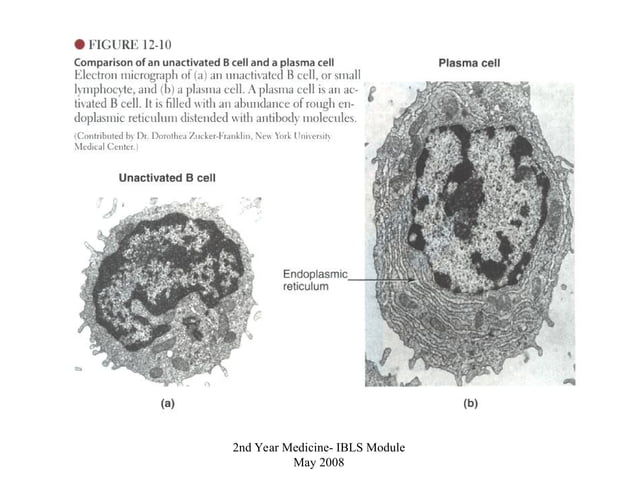 different Types of WBC 2. Recognize the general functions of WBC 3 ...