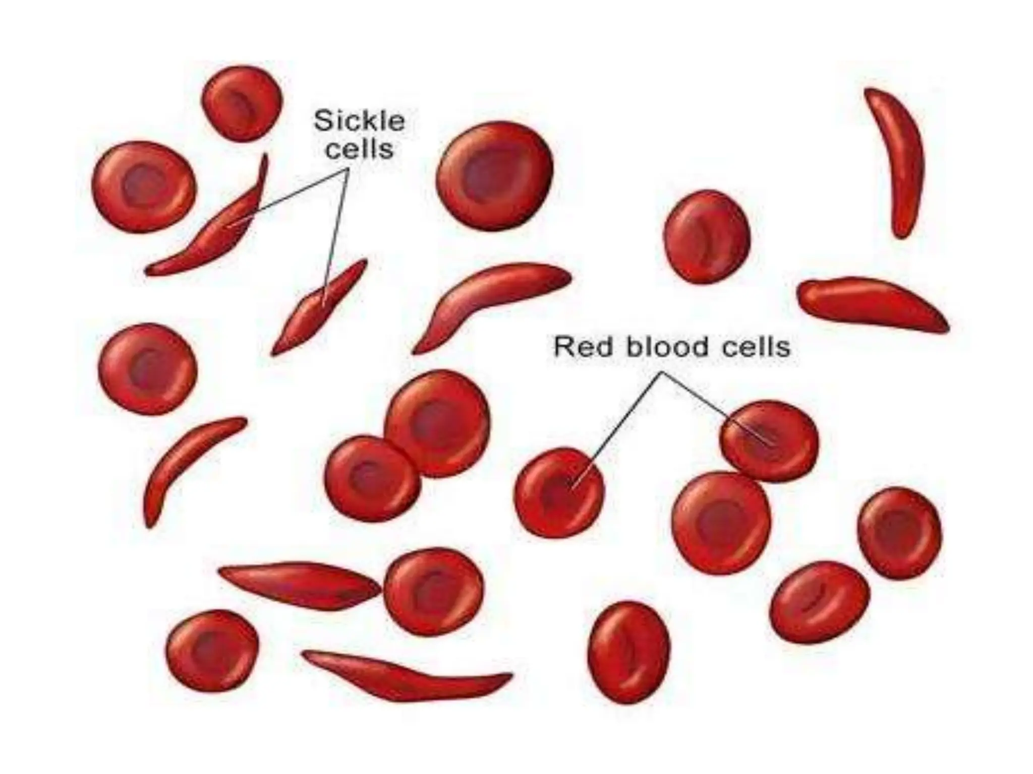 Blood charts to study well and perpare .pptx