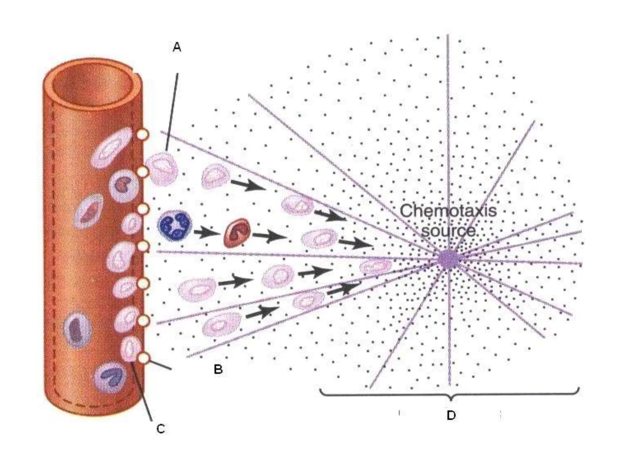 Blood charts to study well and perpare .pptx