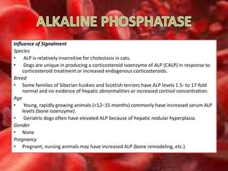 What Does Alp Mean In A Blood Test For Dogs