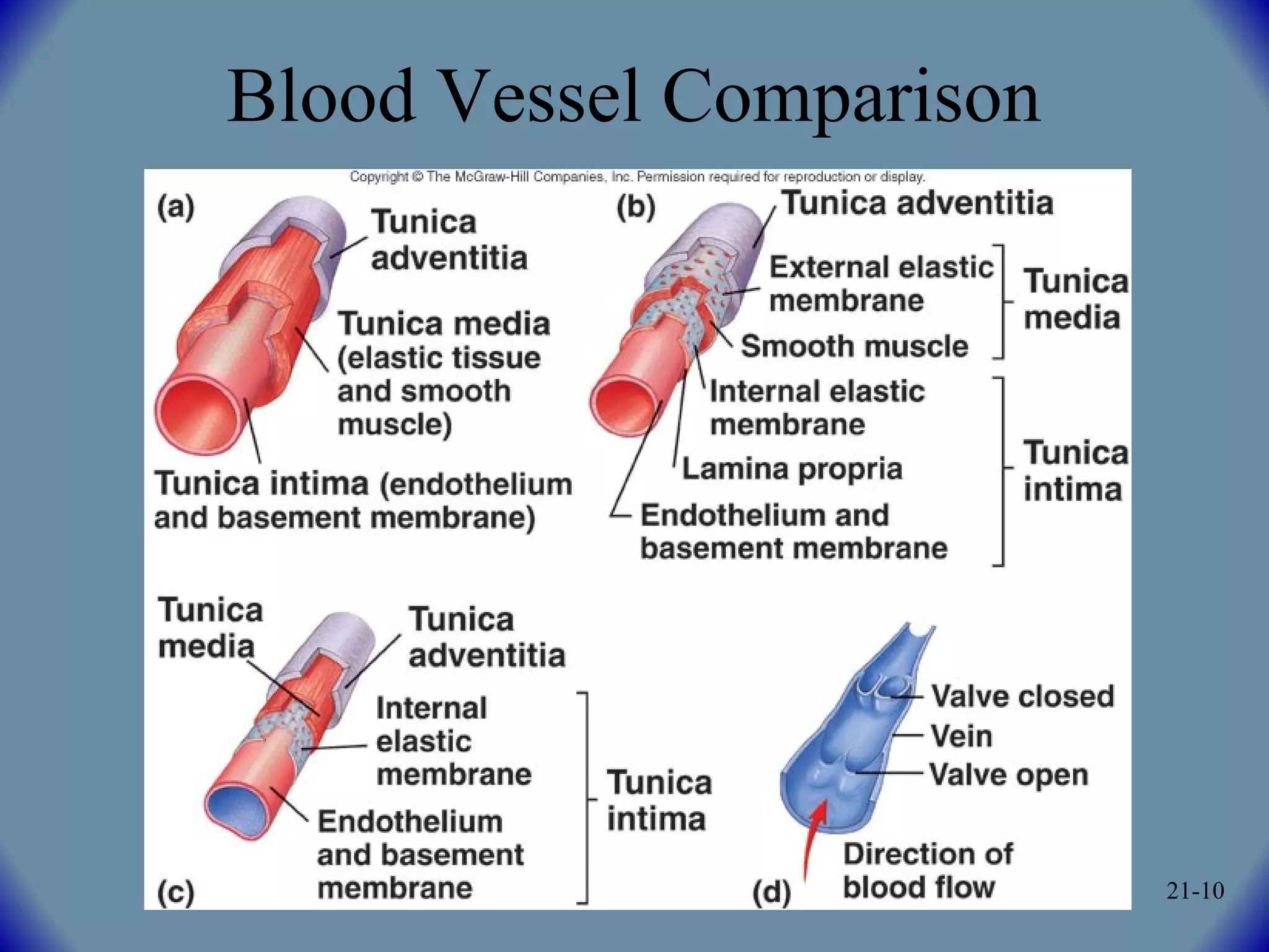 Blood Circulation & Flow | PPT