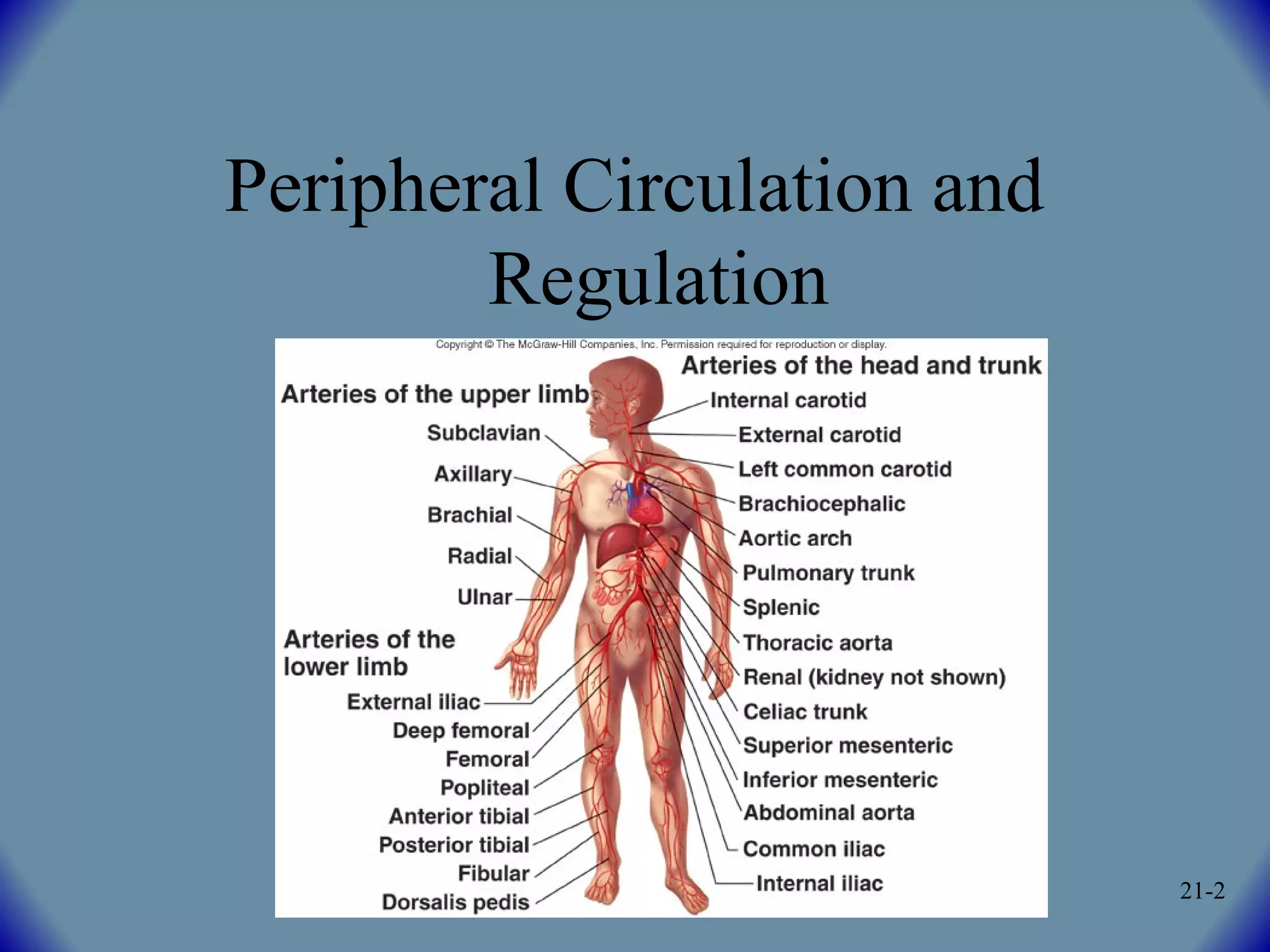 Blood Circulation & Flow | PPT