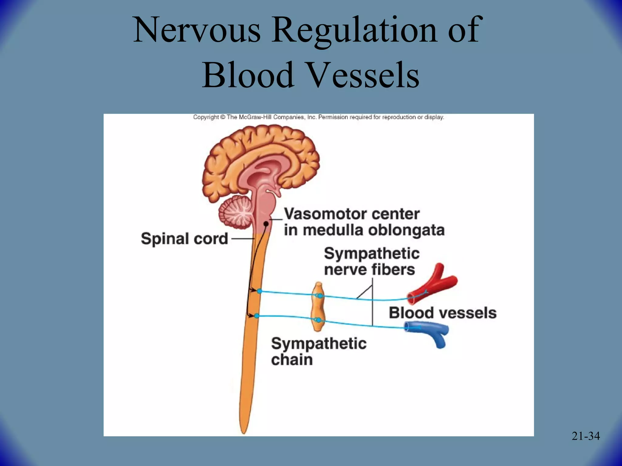 Blood Circulation & Flow | PPT
