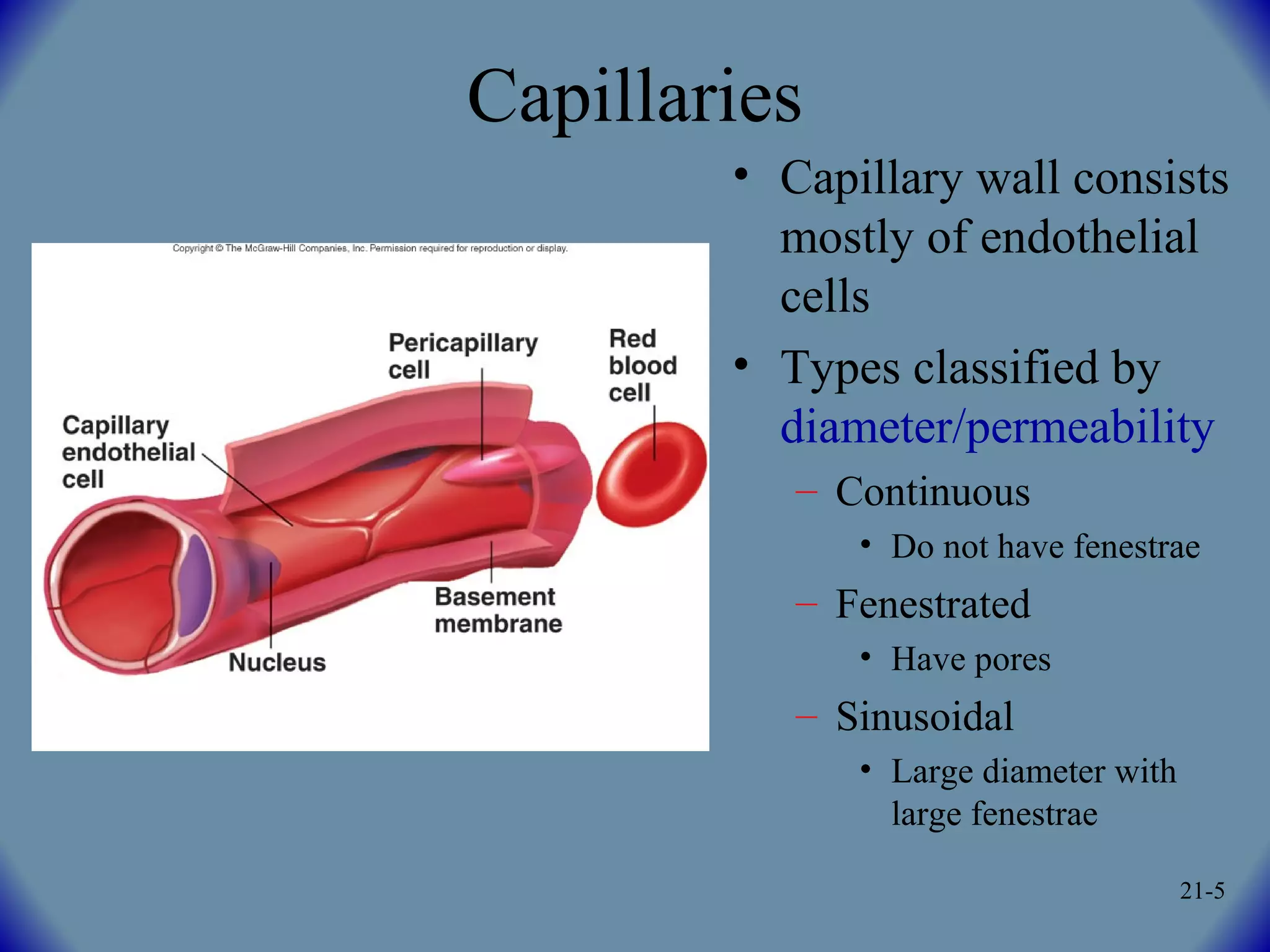 Blood Circulation & Flow | PPT