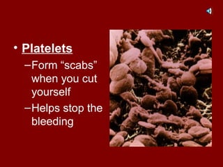 Blood & circulation | PPT | Heart and Cardiovascular Diseases ...